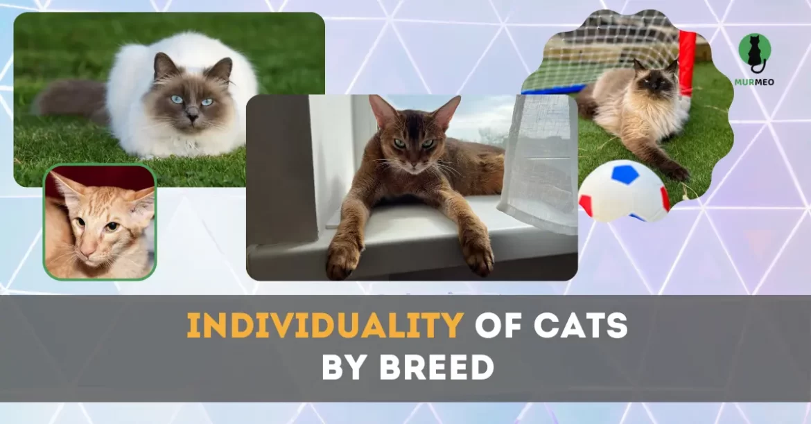 Cat Characteristics by Breed - Their Individuality Revealed (2024)